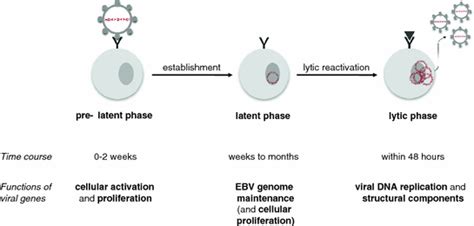 The Epigenetic Life Cycle Of EpsteinBarr Virus SpringerLink