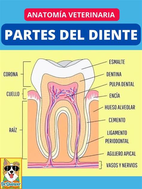 Anatom A Dental Dr Quinver Udocz