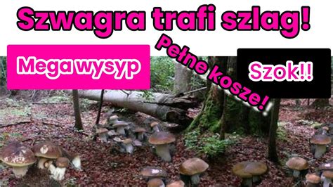 Grzyby 2022 rosną stadami jest ich coraz więcej Same piękne sztuki