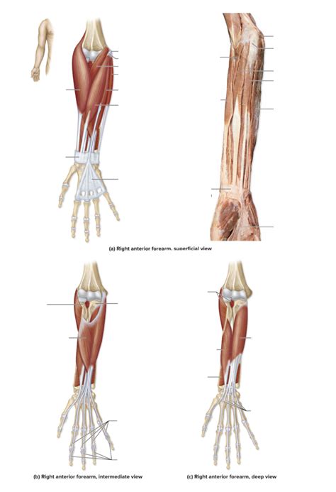 Anterior Forearm Muscles Diagram Quizlet