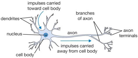 Neural Network A Complete Beginners Guide Gadictos