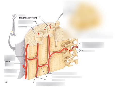 Microscopic Structure Of Compact Bone Diagram Quizlet