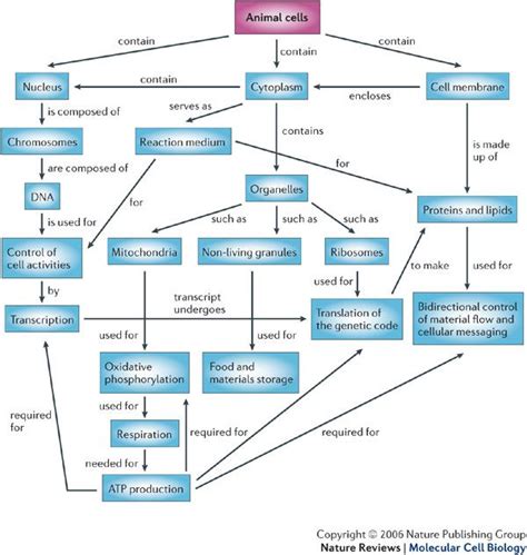 Meiosis Terminology Concept Map Masteringbiology Maping Resources