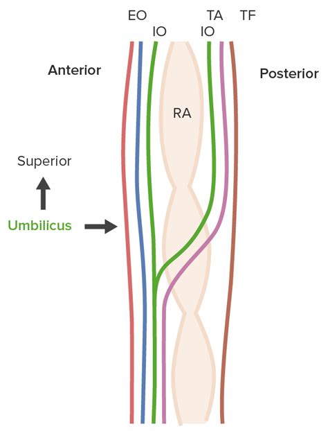 Contrataci N Dividir Asistencia Anterior Abdominal Wall Anatomy