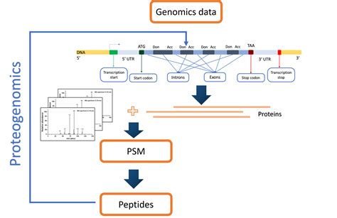 github frishmanlab genome annotation improving genome annotations with tandem mass