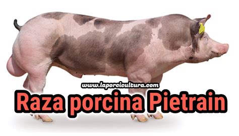 Razas De Cerdo Tipo Carne Y Razas Maternas