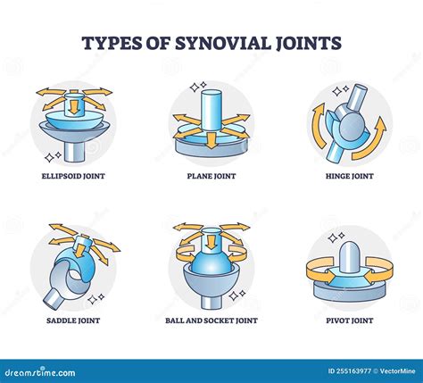Types Of Synovial Joints Movement Classification For Body Outline