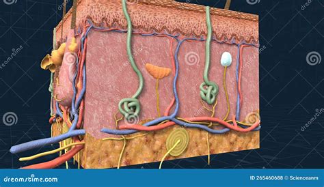 Anatomy Of The Skin Showing The Epidermis Dermis And Subcutaneous