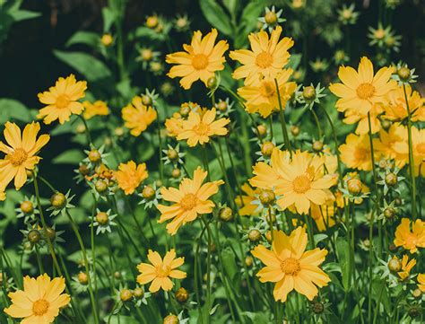 Coreopsis Guide How To Grow Care For Tickseed