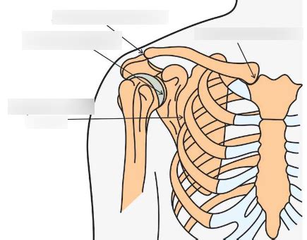 Diagram Of Shoulder Joint Labelling Quizlet