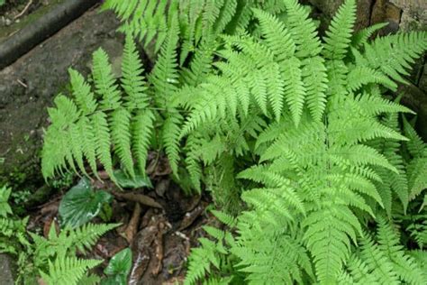 How To Propagate Ferns 4 Methods