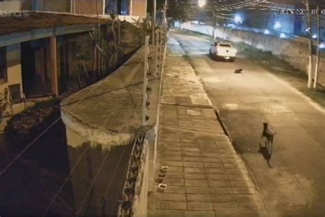 Vídeo motorista avança carro atropela cachorro e foge Metrópoles