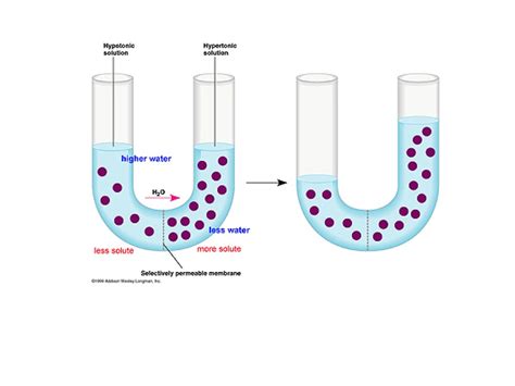 Topic AP Bio ShowMe Online Learning