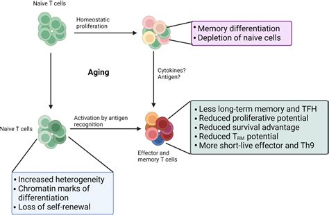 Frontiers T Cell Aging And Alzheimers Disease
