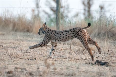 Lince Ibérico Lynx pardinus S O S linceiberico iberianlynx