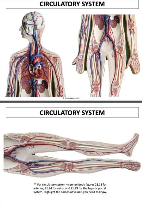 Circulatory System Major Arteries Diagram Quizlet