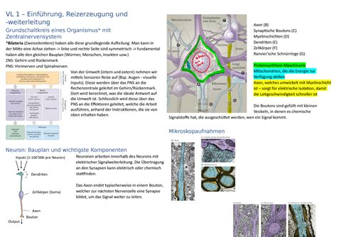 Zusammenfassung Neurophysiologie Vorlesung Eins Bis Drei VL 1