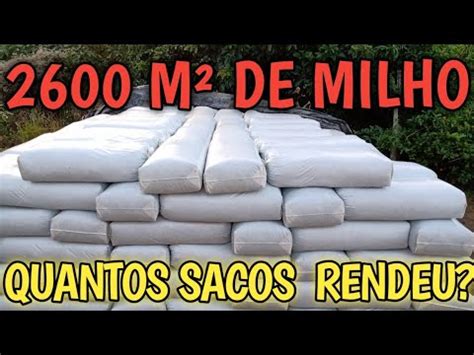 2600 M² de milho VEJA QUANTOS SACOS DE SILAGEM RENDEU YouTube