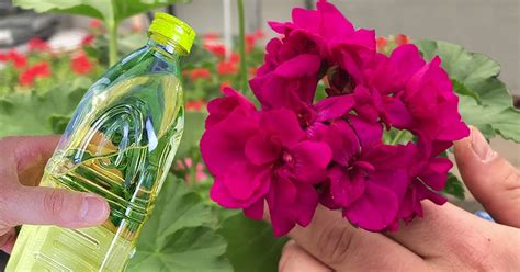 Comment faire fleurir abondamment les géraniums Jardin Et Bricolage