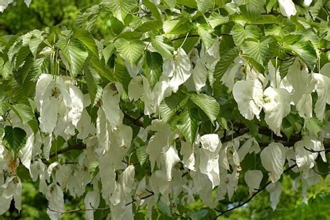 Davidia involucrata árbol cuya belleza no puede pasar desapercibida