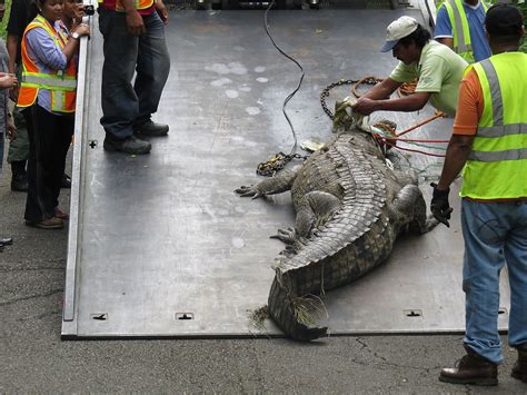 Sobrepoblación de los cocodrilos en Galeta