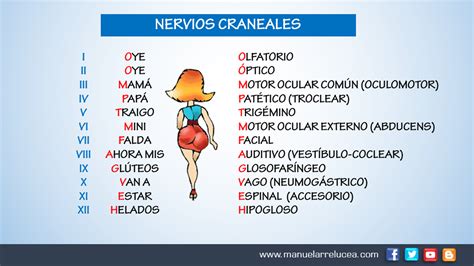 Anatomía y Fisiología NEMOTECNIAS NERVIOS CRANEALES