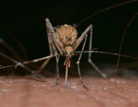 Por qué me pican más los mosquitos