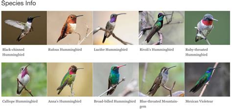 Who S That Bird Resources For Identifying West Texas Feeders Cam
