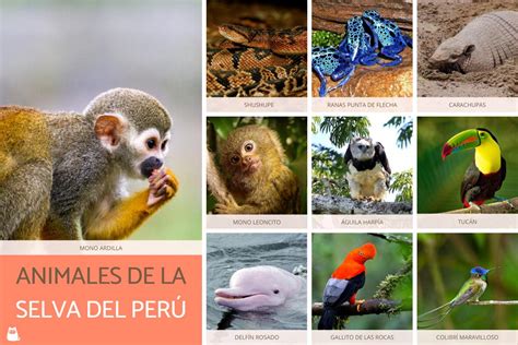 70 animales de la selva Tropical peruana amazónica y misionera con