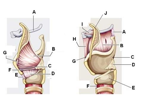 Adv Speech Sci Intrinsic And Extrinsic Ligaments And Membranes
