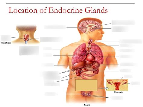 Endocrine System Location Of All Endocrine Glands Diagram Quizlet