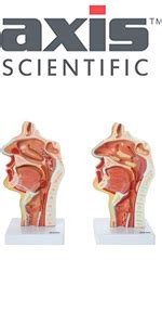 Axis Scientific Human Larynx And Pharynx Disorders Model Shows Normal