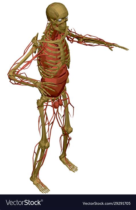 Human Skeleton With Blood Vessels And Internal Vector Image
