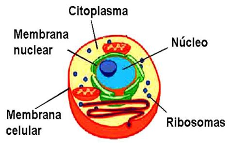 Qué es el citoplasma