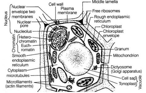 Plant Cell Diagram Under Light Microscope Structure Cell Diagram
