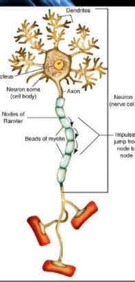 Nervous System Flashcards Quizlet