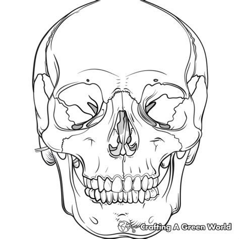 Skull Anatomy Coloring Pages Free Printable