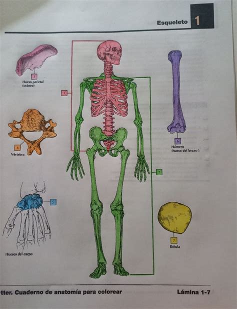 Esqueleto Netter Libros De Anatomia Atlas De Anatomia Netter