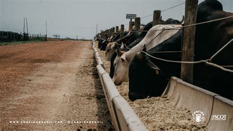 Apoio Da Upl Confina Brasil Mapeia Milh O De Bovinos