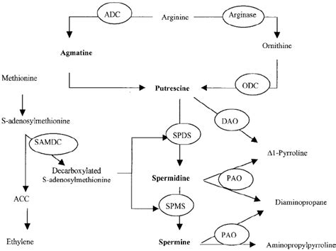 Pathways Of Polyamine Metabolism And Ethylene Synthesis Abbreviations