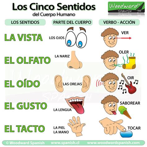 Los Cinco Sentidos Ciencias Naturales Woodward Spanish