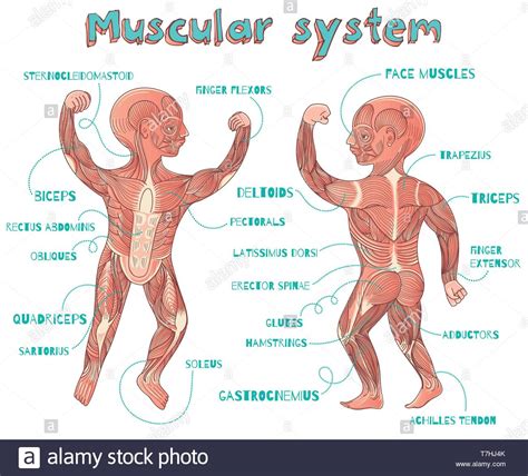 El Sistema Muscular Para Dibujar Sistema Muscular Para Ninos Tu Porn