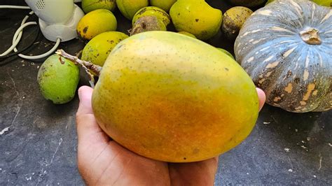 Coconut Cream Mango First One I Ve Grown And Tried Mango Foodforest