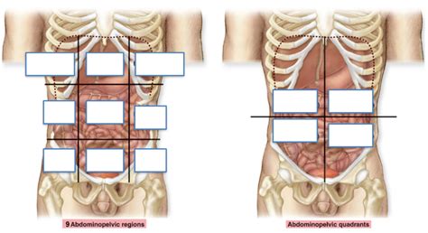 Ch 1 Lab Ppt Labeling Abdominal Regions Diagram Quizlet