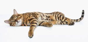 Cuántos años vive un gato Descubre la longevidad felina Kivet