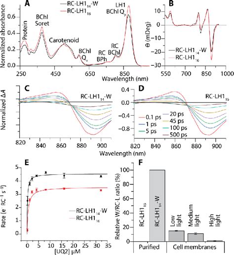 Spectral And Biochemical Analyses Of Rc Lh W And Rc Lh