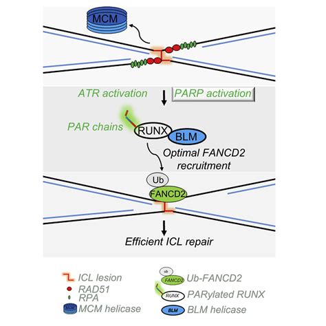 RUNX Poly ADP Ribosyl Ation And BLM Interaction Facilitate The Fanconi