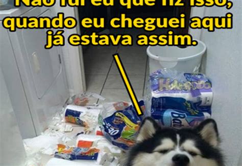 Não fui eu que fiz isso humanos Humordido