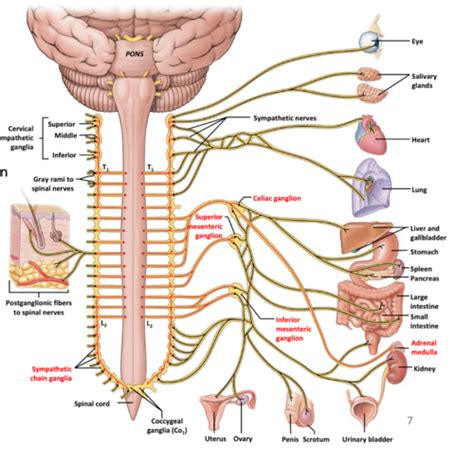 Ias Autonomic Nervous System Flashcards Quizlet