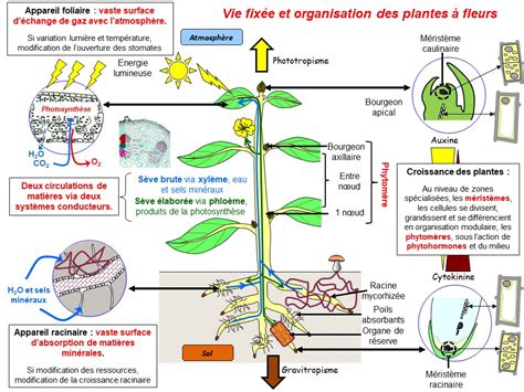 Chapitre L Organisation Et Le D Veloppement Des Plantes Fleur
